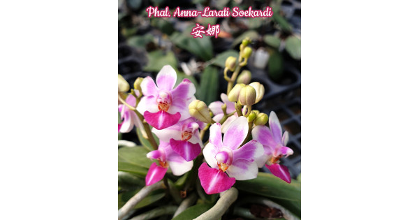 Орхидея Phal. Anna-Larati Soekardi - купить, доставка Украина